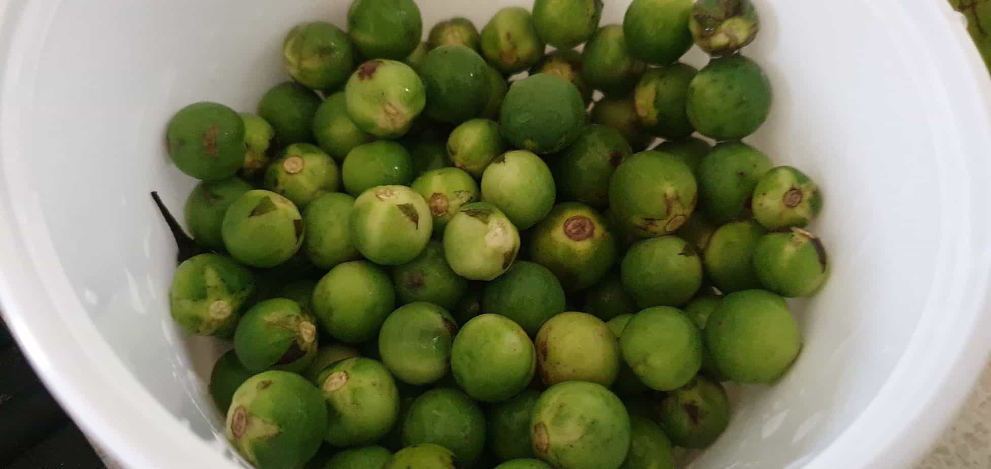 Neer sundakkai |Pickled turkey berry – Mildly Indian