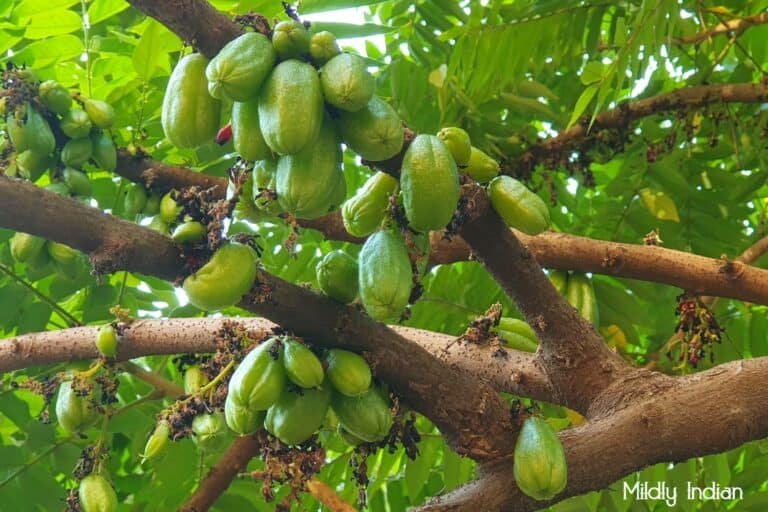 Spicy Moringa bilimbi salad – Mildly Indian